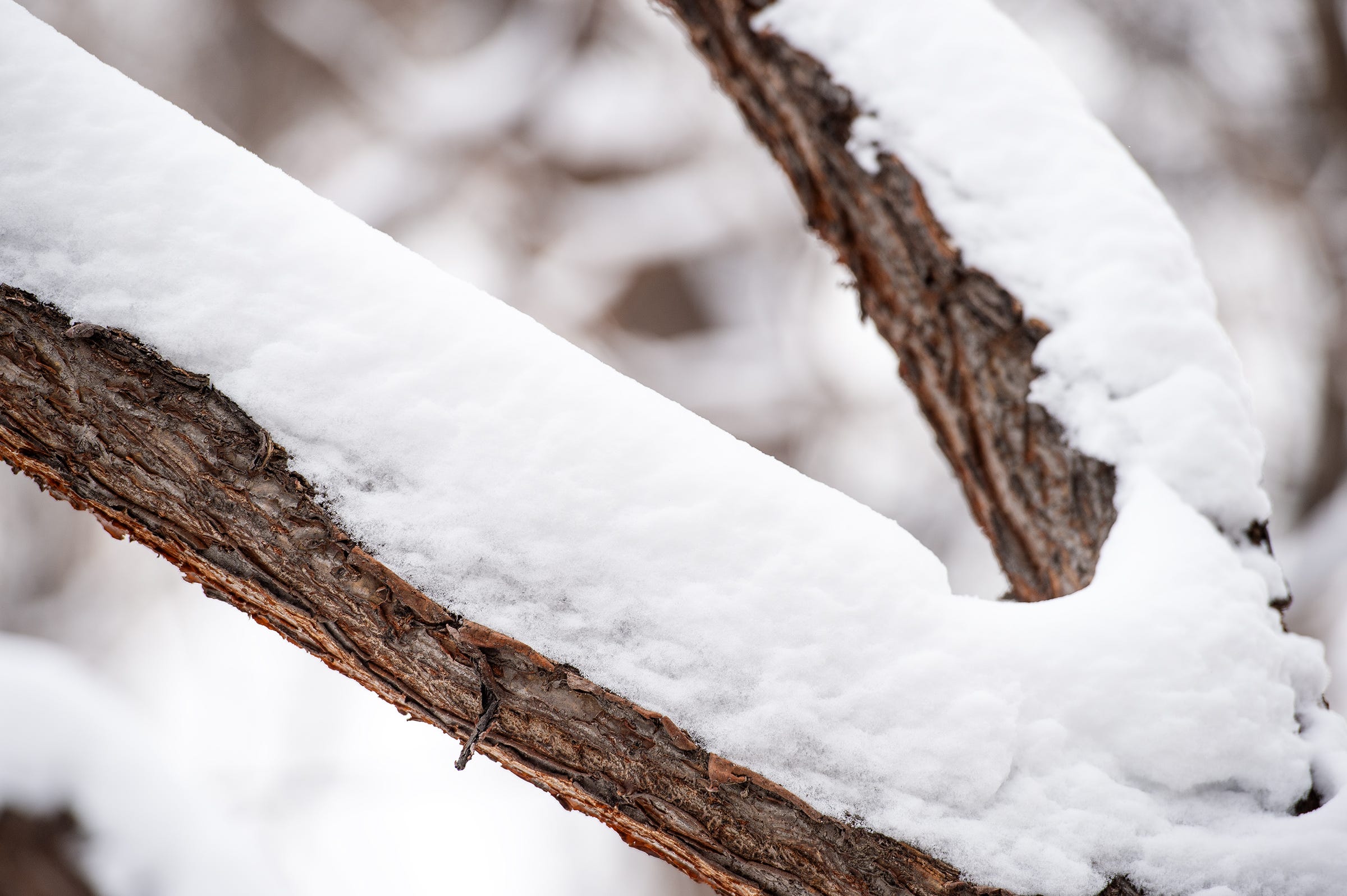 Poudre School District announces delayed start for Tuesday: What that ...