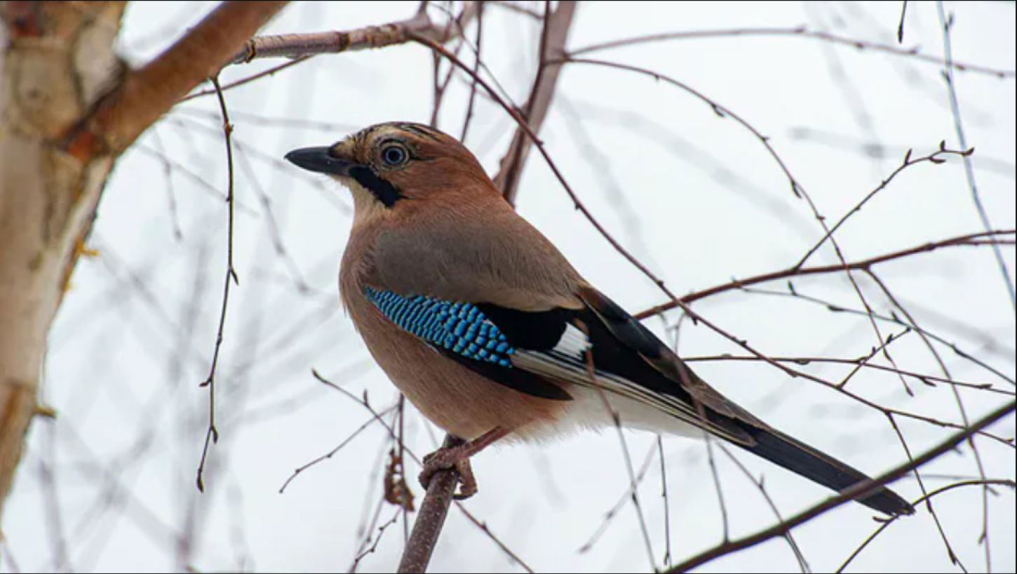 Study reveals jays' intelligence linked to remarkable self-control Study reveals jays' intelligence linked to remarkable self-control