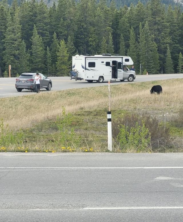 National park visitor risks life for photo of wild grizzly: 'These are ...