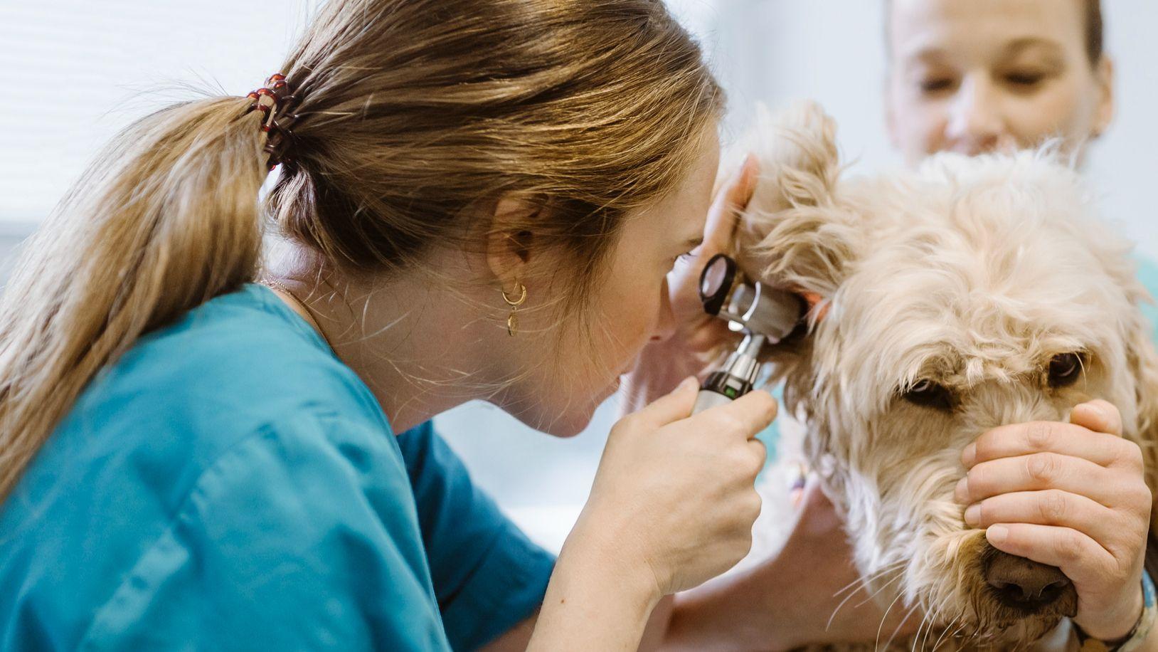 New veterinary nursing degrees could ease NI staff shortages