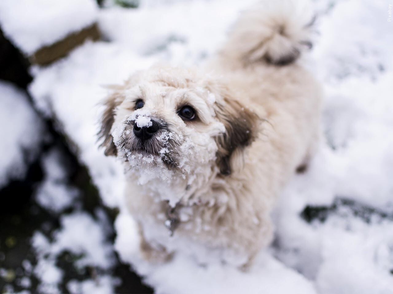 Illinois vet shares tips to keep pets safe during extreme cold
