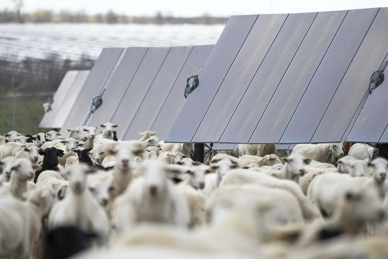 Solar farms are booming in the US and putting thousands of hungry sheep to work
