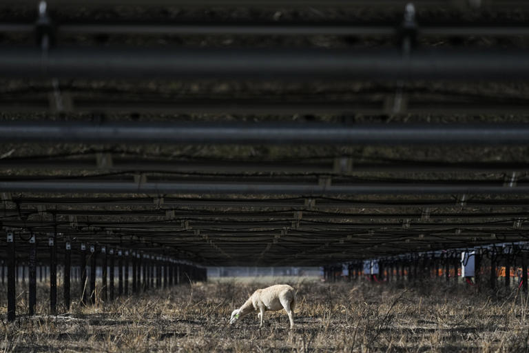 Solar farms are booming in the US and putting thousands of hungry sheep ...