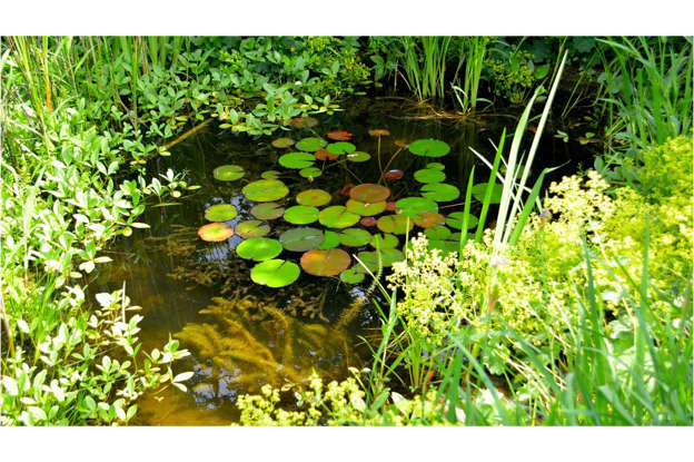 5 Steps to Build a Wildlife Pond for Your Garden 5 Steps to Build a Wildlife Pond for Your Garden
