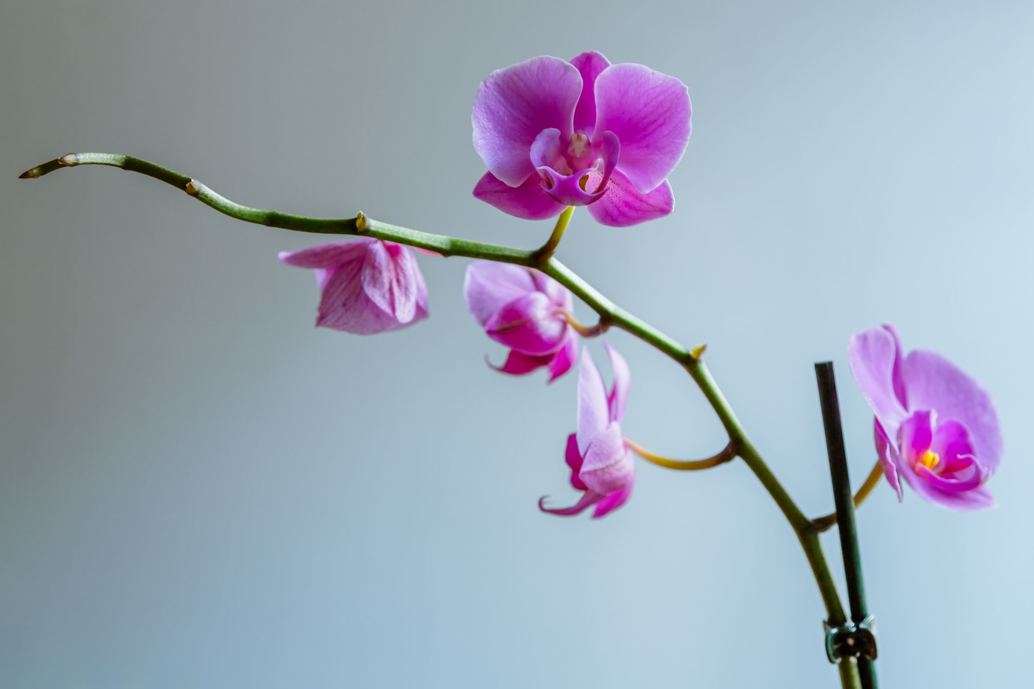 Should you cut the stem of your orchid if the flowers die? What to do ...
