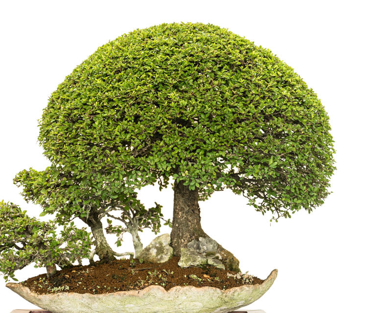Easiest bonsai trees for beginners – 5 fool-proof plants to help you ...
