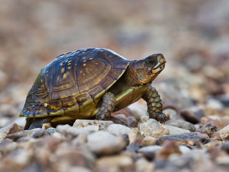 From greens to worms: Here's what to feed your pet turtle