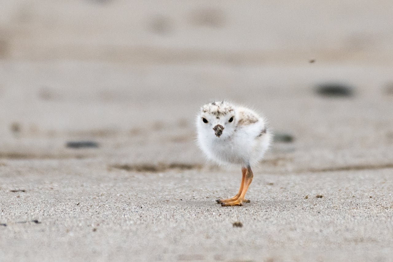 Signs point to piping plovers’ resurgence in Kouchibouguac