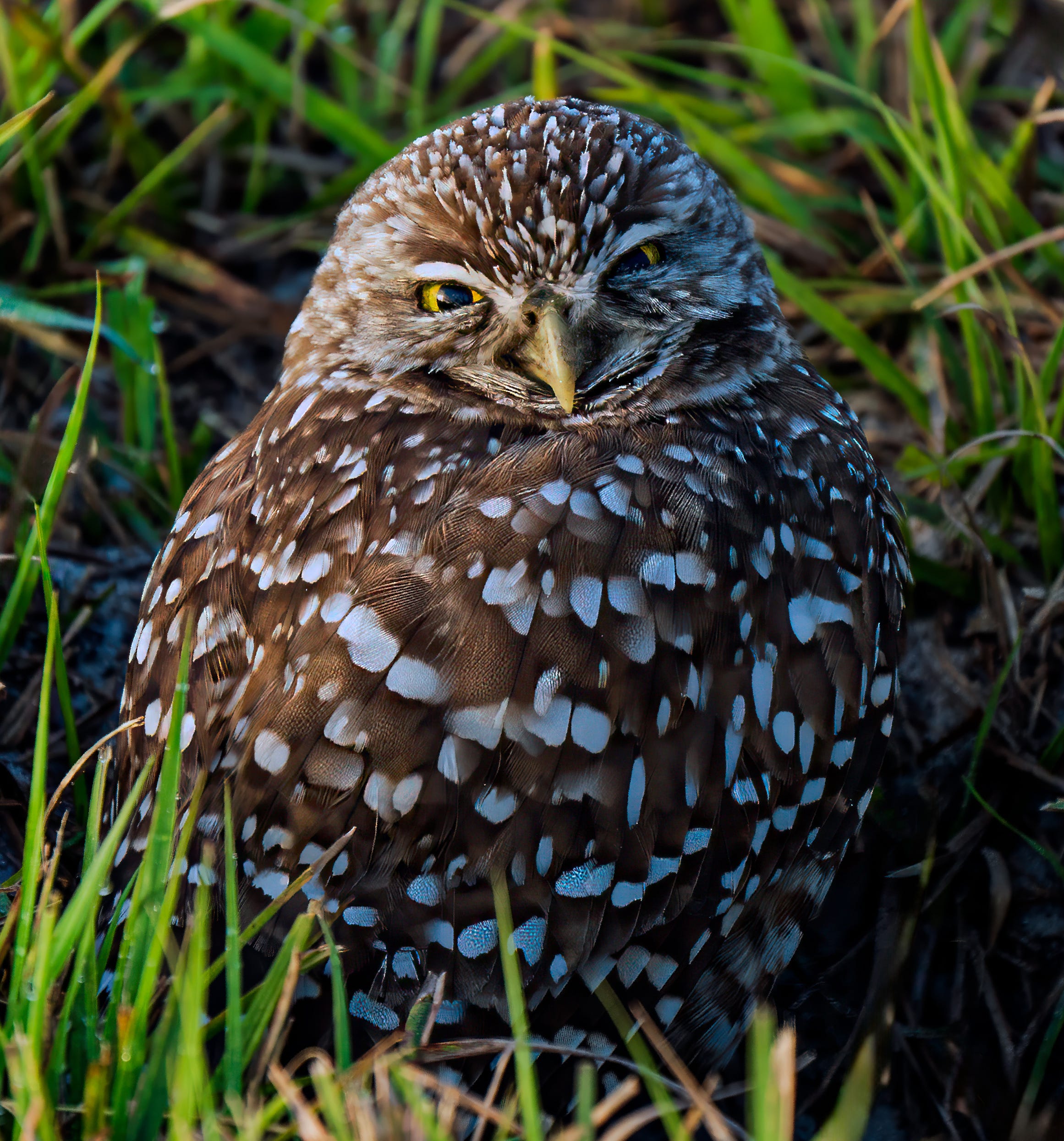 Reporter Q&A: Digging in on burrowing owls, our 'neighbors'. and ...