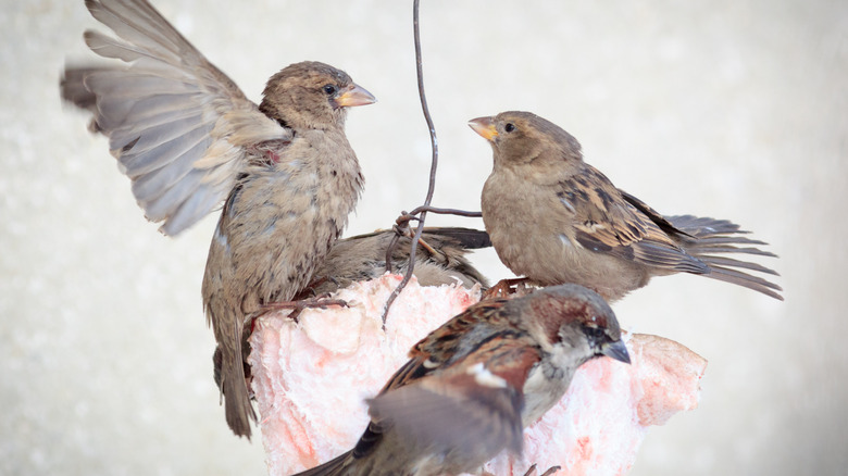 How To Keep Invasive Sparrows Out Of Your Birdhouses And Nesting Boxes