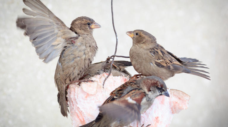 How To Keep Invasive Sparrows Out Of Your Birdhouses And Nesting Boxes