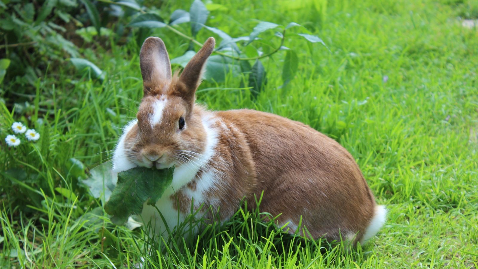 18 Simple Tricks to Teach Your Bunny Rabbit