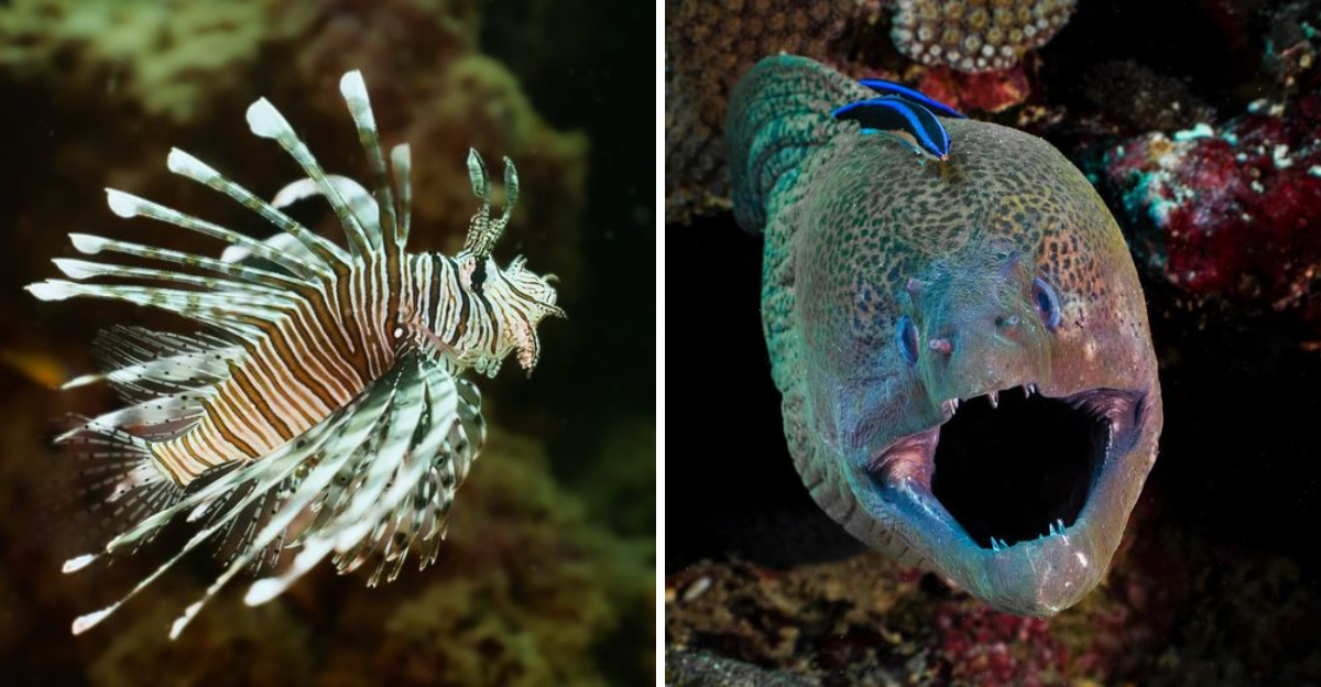 14 Most Dangerous Fish In The Pacific Ocean