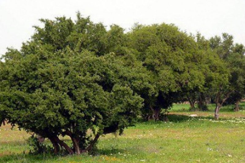 Algeria launches major argan tree planting to compete with Morocco