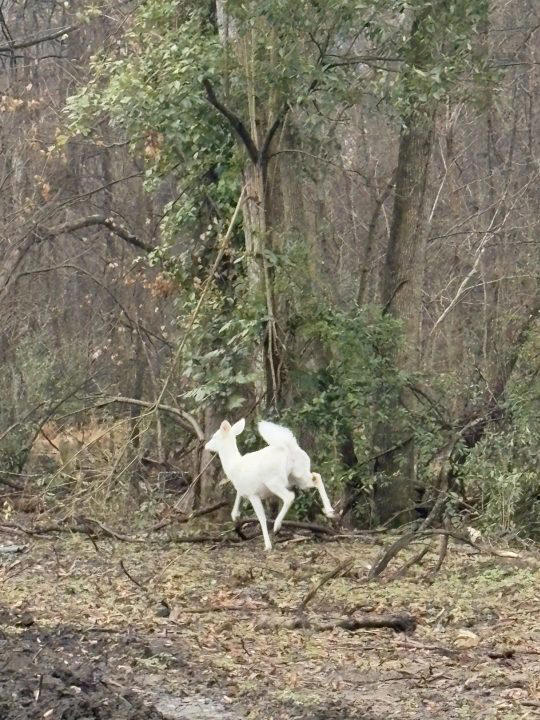 WATCH: White deer spotted in North Carolina