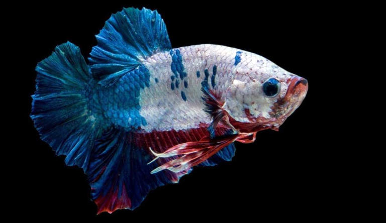 6 Signs That You Are Overfeeding Your Fish