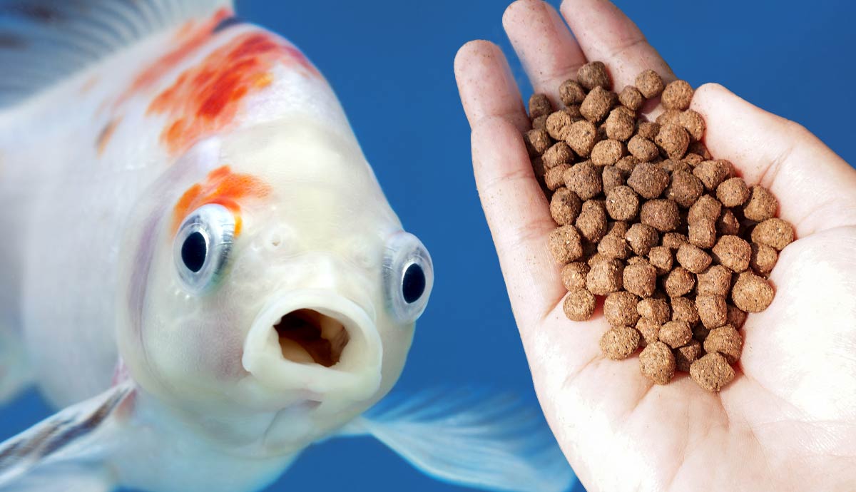 6 Signs That You Are Overfeeding Your Fish