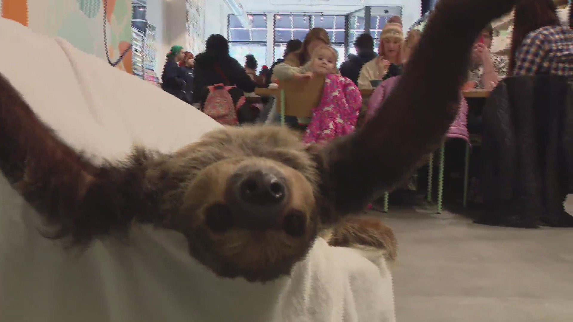 Real-life sloth inspires creativity at Color Me Mine in Chicago's North ...