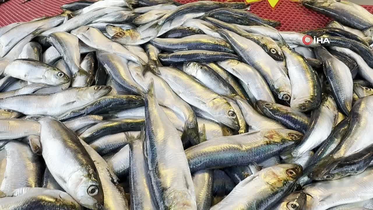 Mangalın Yıldızı 'Tirsi' Balığı Dikkatleri Üzerine Çekiyor