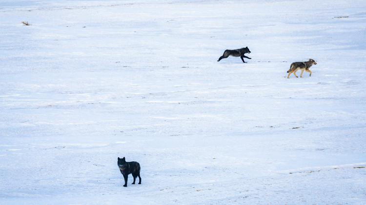 No new wolf releases planned for this season, CPW says