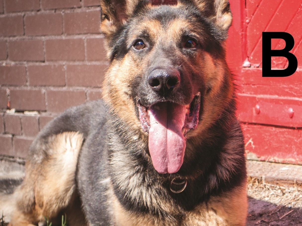 Police dog Brock 'greatly missed' by his family, Durham cops
