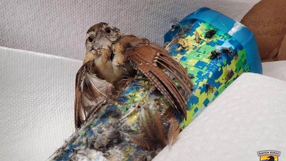 Bird recovering at Lancaster Co. wildlife center after becoming stuck ...