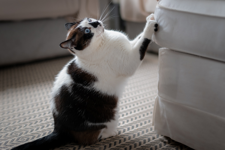 These are the worst things about owning a cat — and we wouldn’t change ...