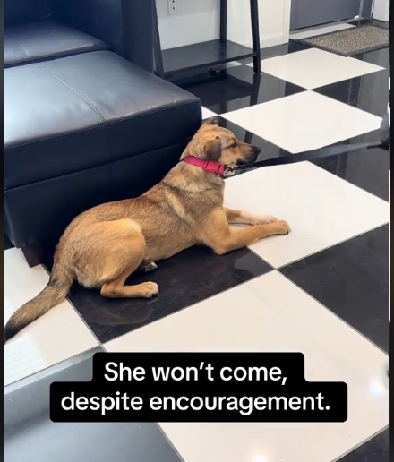 She Thought She Was Safe – Now Brandy is Back in a Kennel, Frozen in Fear