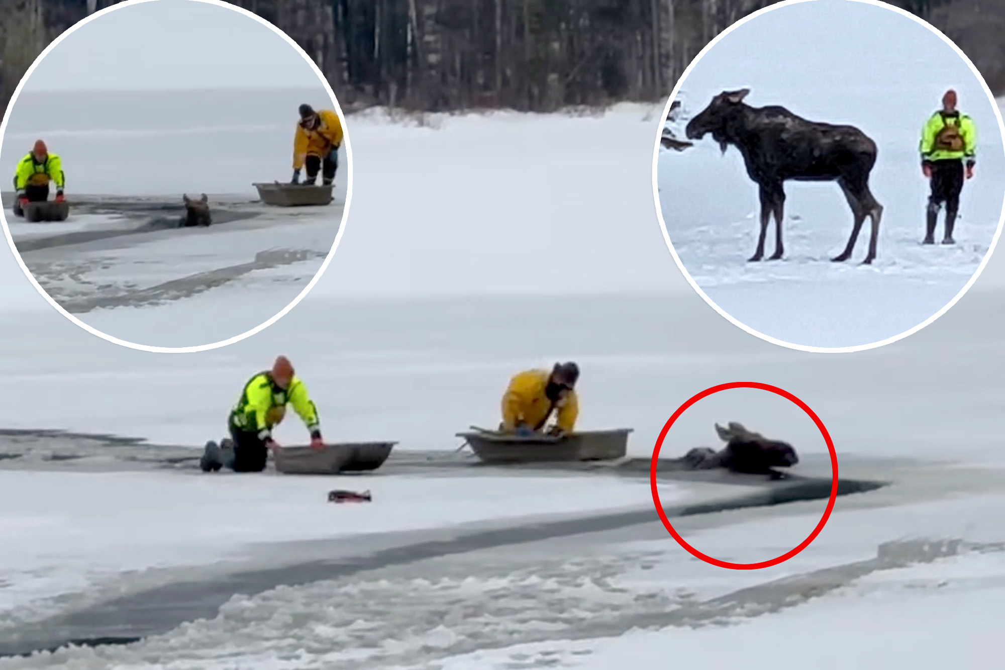 How to pull a 1,000-pound moose from a frozen lake, according to ...