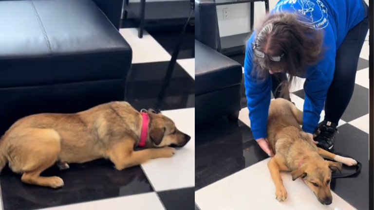 She Thought She Was Safe – Now Brandy is Back in a Kennel, Frozen in Fear