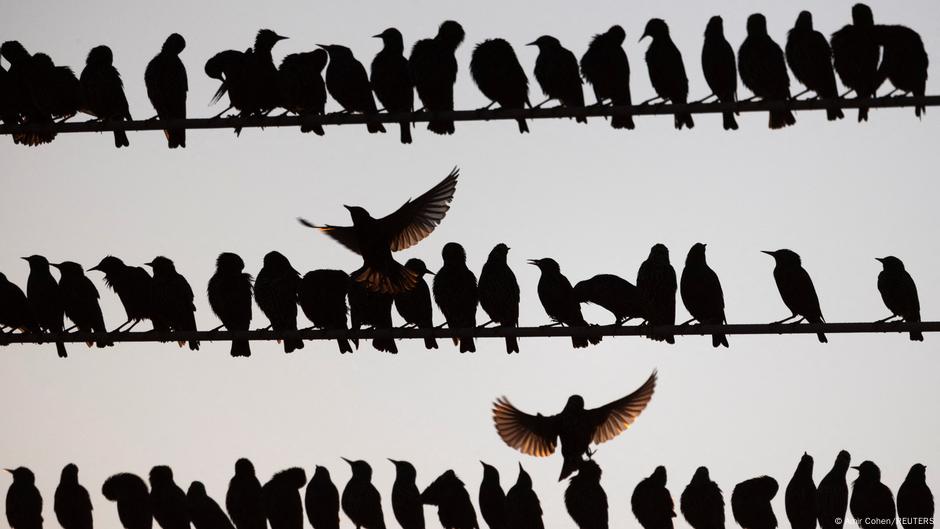 The fascinating flight show of starlings