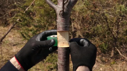 Melhor Técnica de Enxertia de Árvores