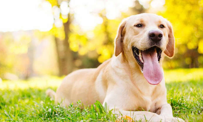 10 Reasons Labrador Retrievers Are America’s Favorite Dogs 10 Reasons Labrador Retrievers Are America’s Favorite Dogs