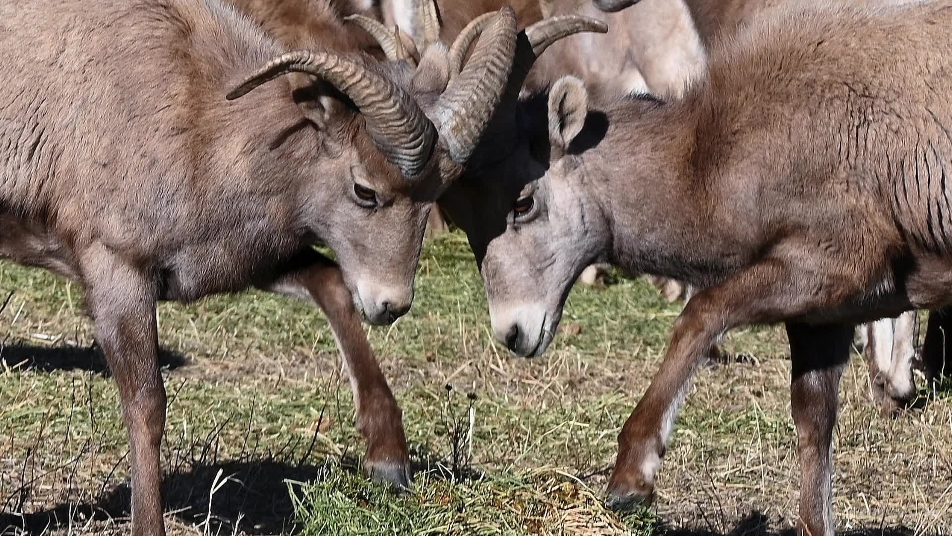 Big Horn sheep herd relocation (Source: Colorado Parks and Wildlife)