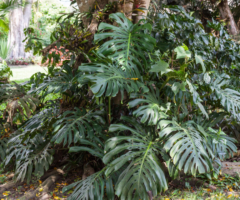 Can you grow monsteras outdoors? Plant expert reveals where in the ...