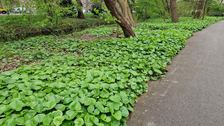 Help Your Wild Ginger Ground Cover Thrive With Plant Division: Here's How