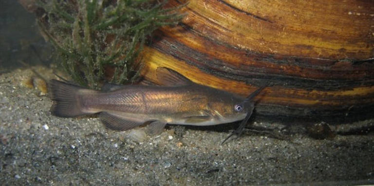 Guía Completa del Pez Gato: Cuidados y Características Clave