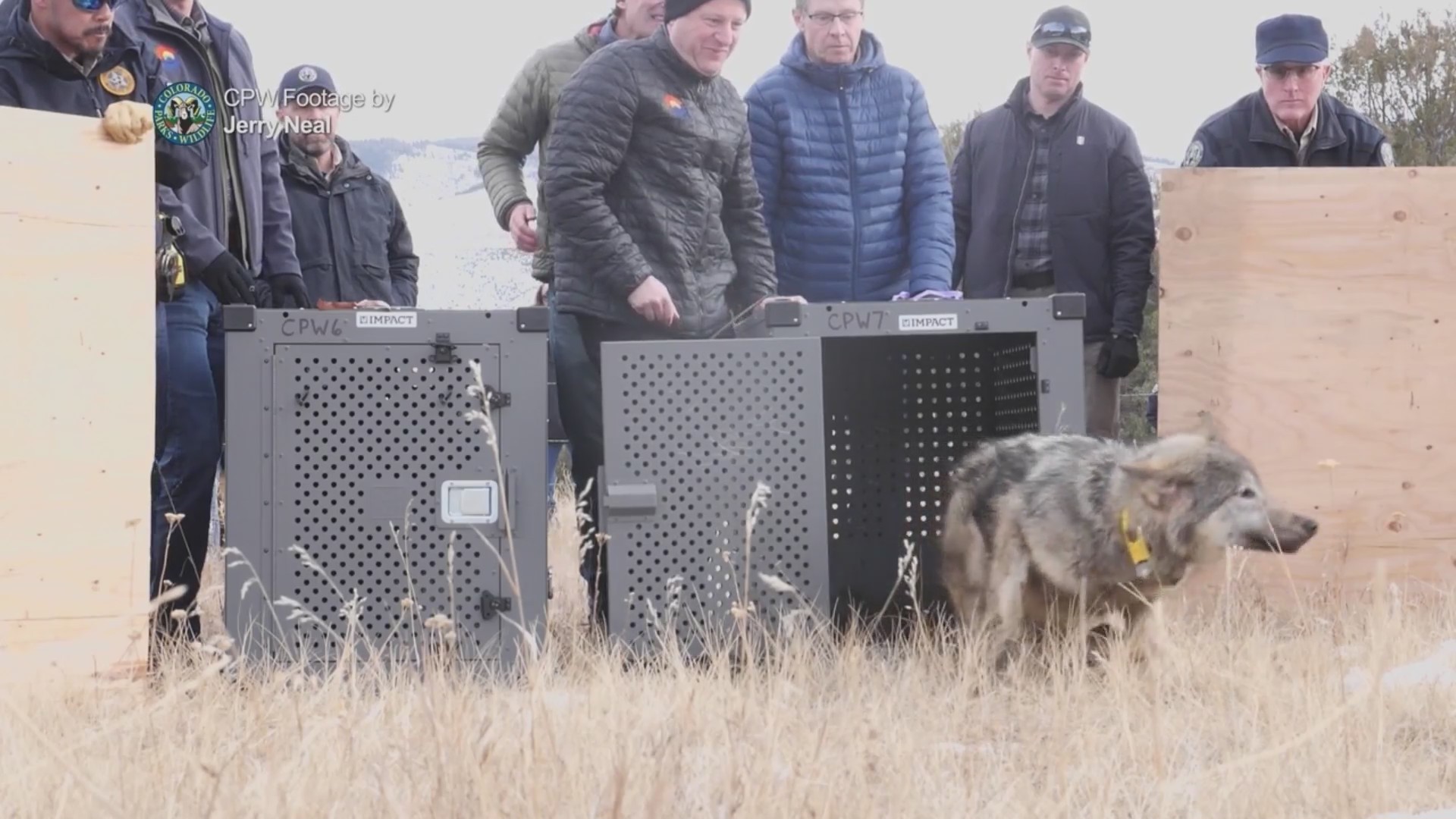 CPW releases 15 new Canadian gray wolves, previously captured Copper ...
