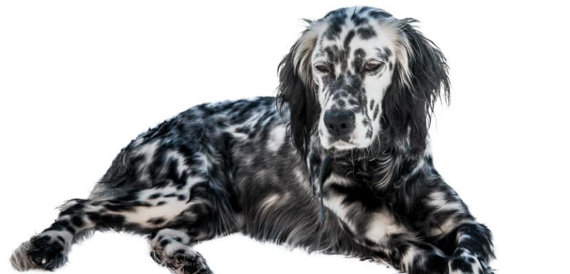 Setter Inglés: Todo sobre sus cuidados y características