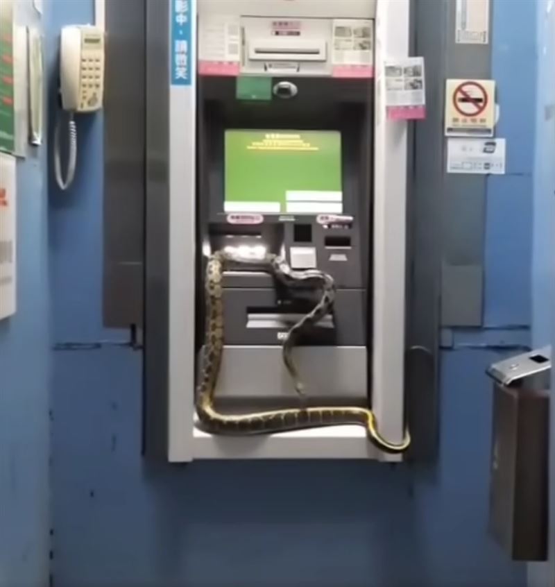 大黑蛇盤據ATM！1.5米蛇身繞出「發財」神秘符號 網羨慕：去拜土地公