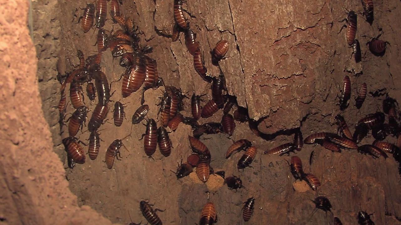 Zoo offers the chance to name a cockroach after your toxic ex for ...