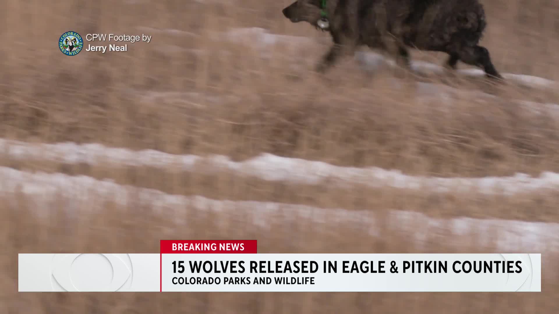 Colorado wolf reintroduction supporters want accountability