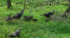 Pennsylvania’s 2025 Spring Turkey Hunting Season to Begin