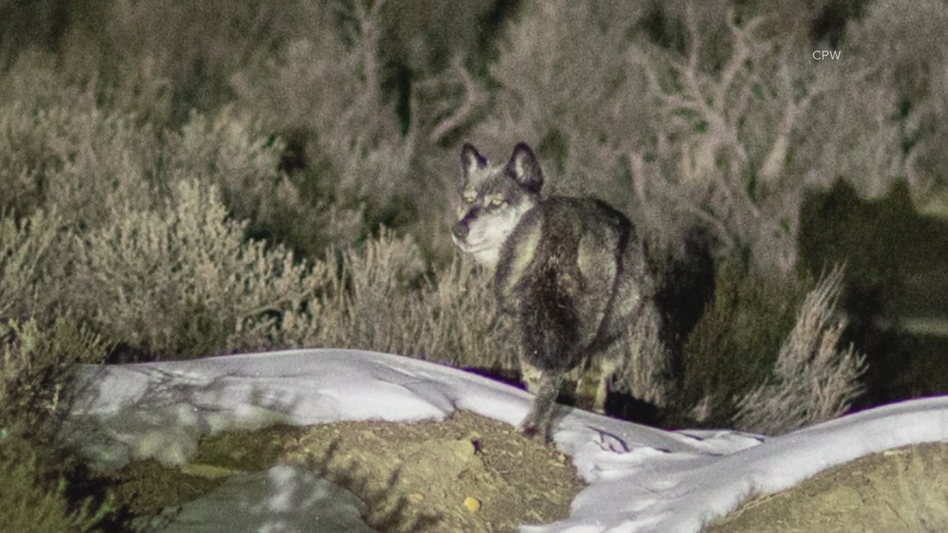 CPW has released 15 new wolves and rereleased 5 from the Copper Creek pack