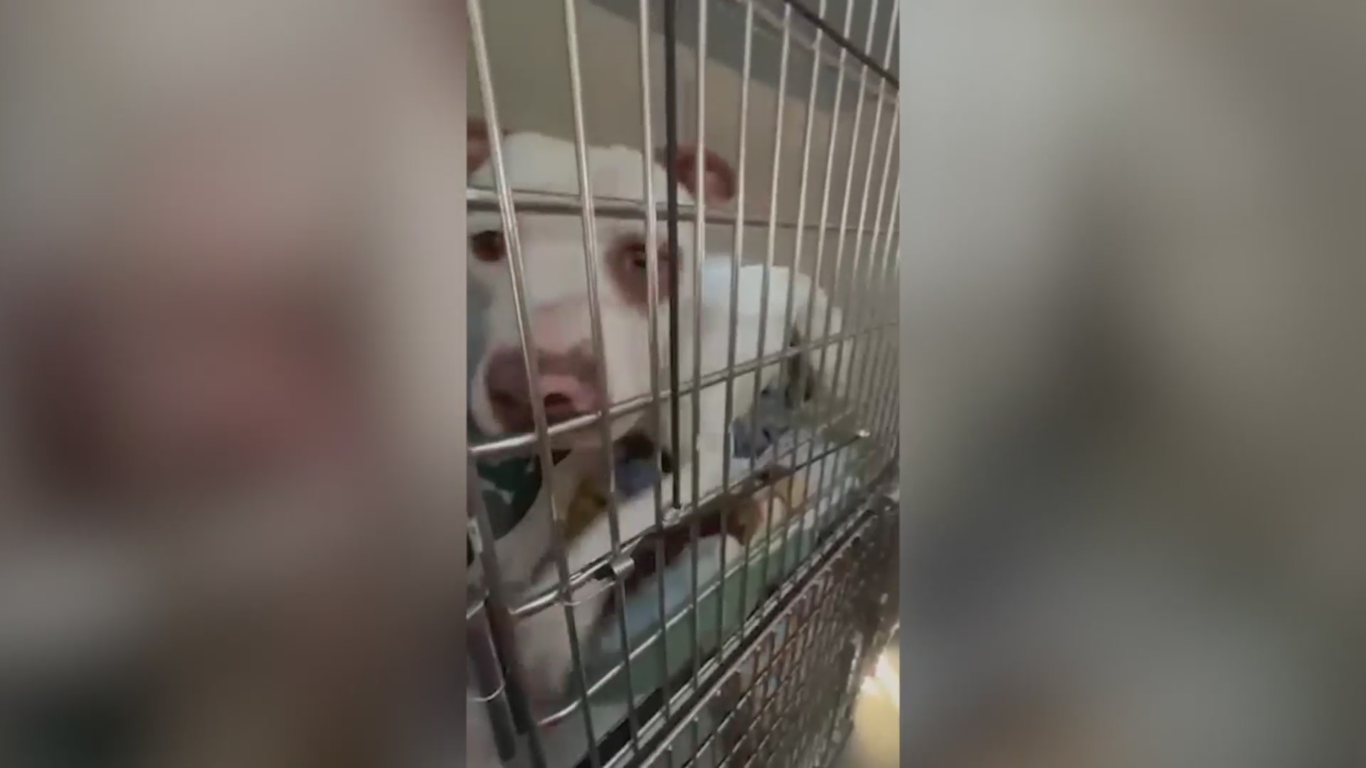 Denver adoption center helps save displaced animals from ongoing LA ...