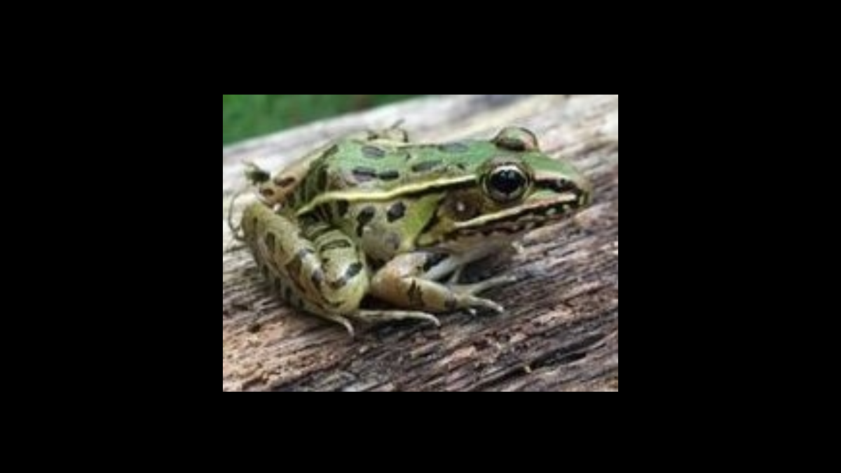 FrogWatch USA Training Kicks Off in Southern Maryland for 2025