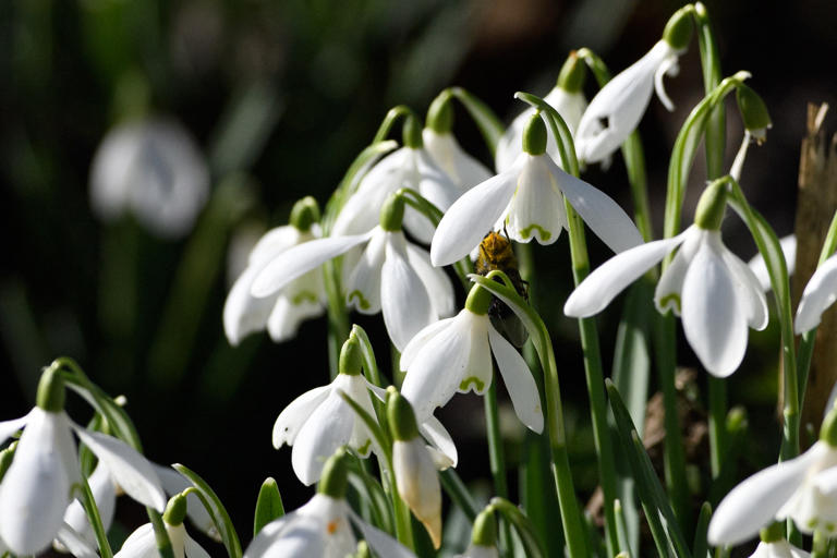 8 beautiful snowdrop walks in Birmingham and West Midlands for 2026