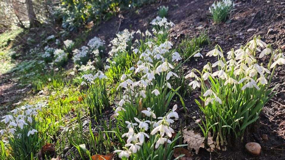 8 beautiful snowdrop walks in Birmingham and West Midlands for 2026