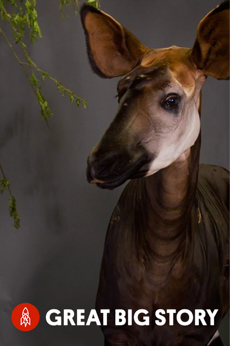 The okapi, Africa's forest gem and giraffe's only relative
