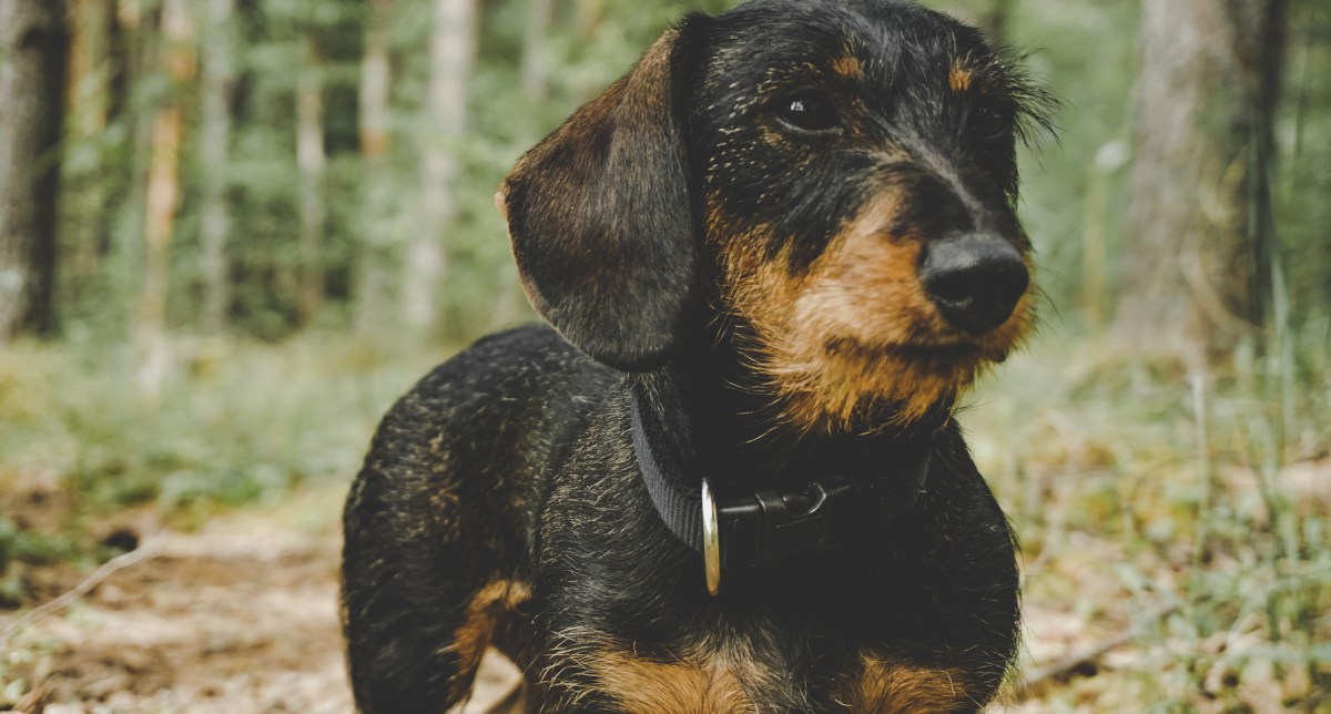 26 of the Best German Dog Breeds: Loyal, Lovable, and Ready for You